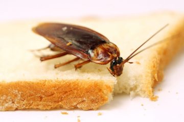 8+ Super Simple Ways to Get Rid of Roaches without an Exterminator