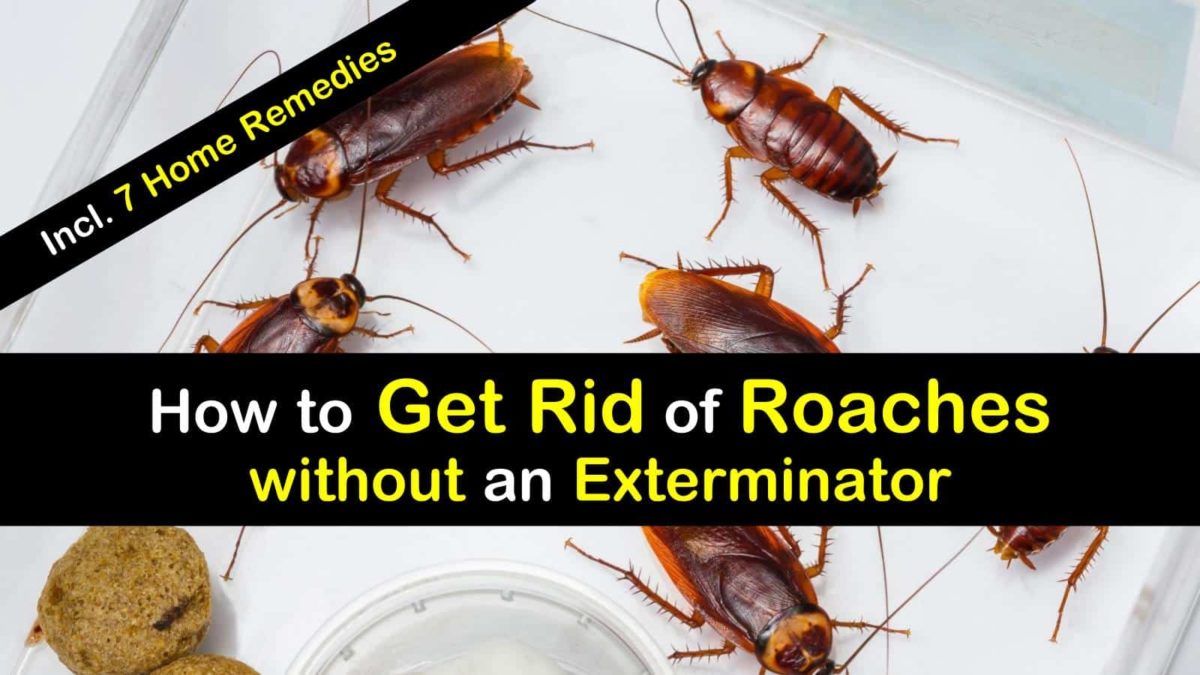 8+ Super Simple Ways to Get Rid of Roaches without an Exterminator