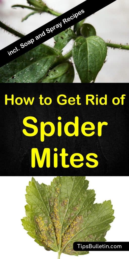 How To Get Rid Of Spider Mites