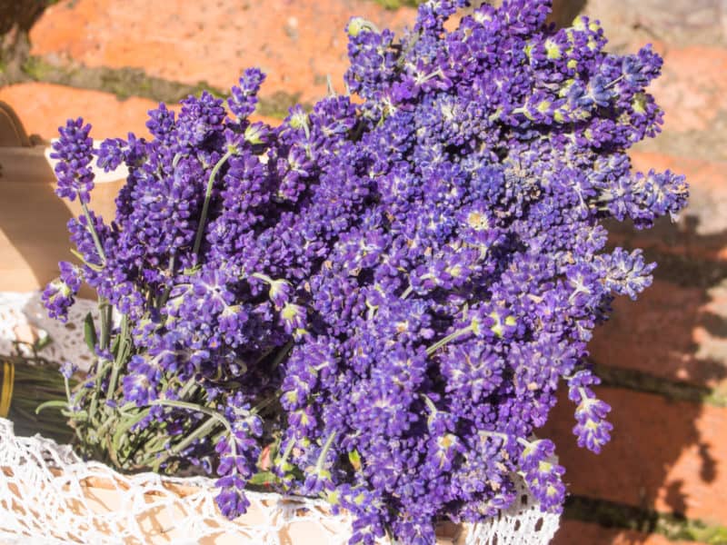 17 Easy to Care For Hanging Plants that will Make Your Home Look Wow