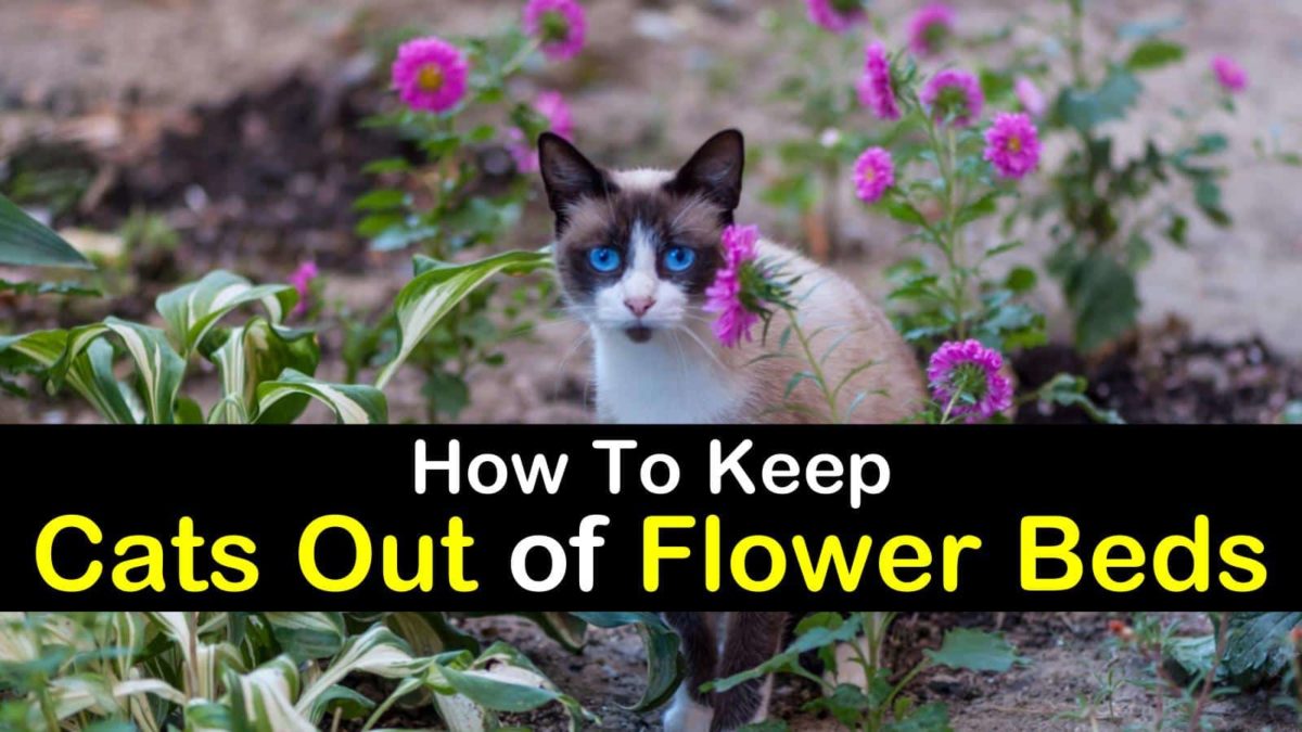 7 Clever Ways to Keep Cats Out of Flower Beds