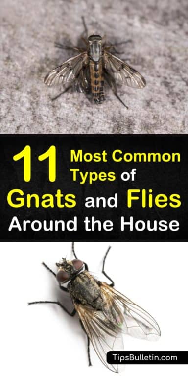 11 Most Common Types of Gnats and Flies Around the House