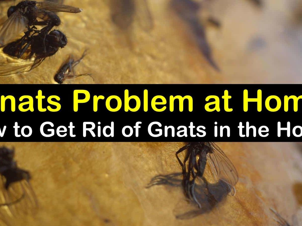 What Causes Nats In Home