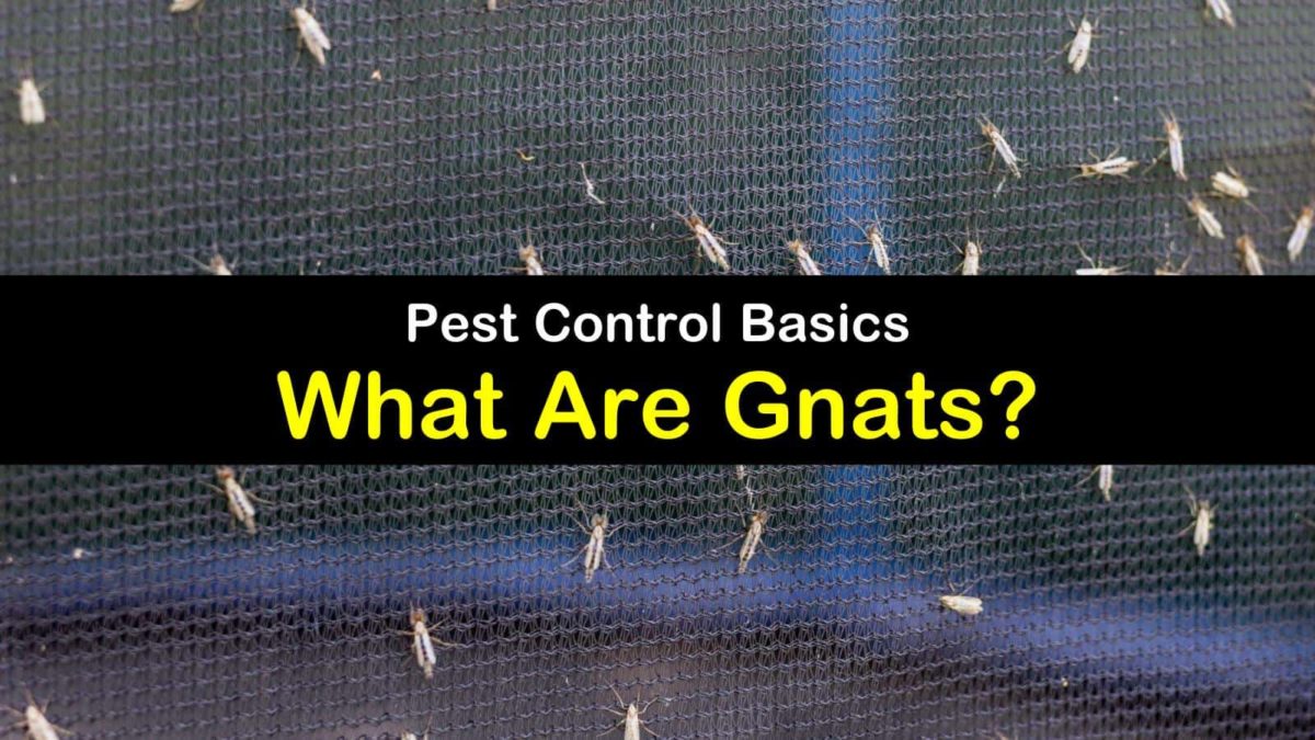 What Gnats are & How to Get Rid of Them