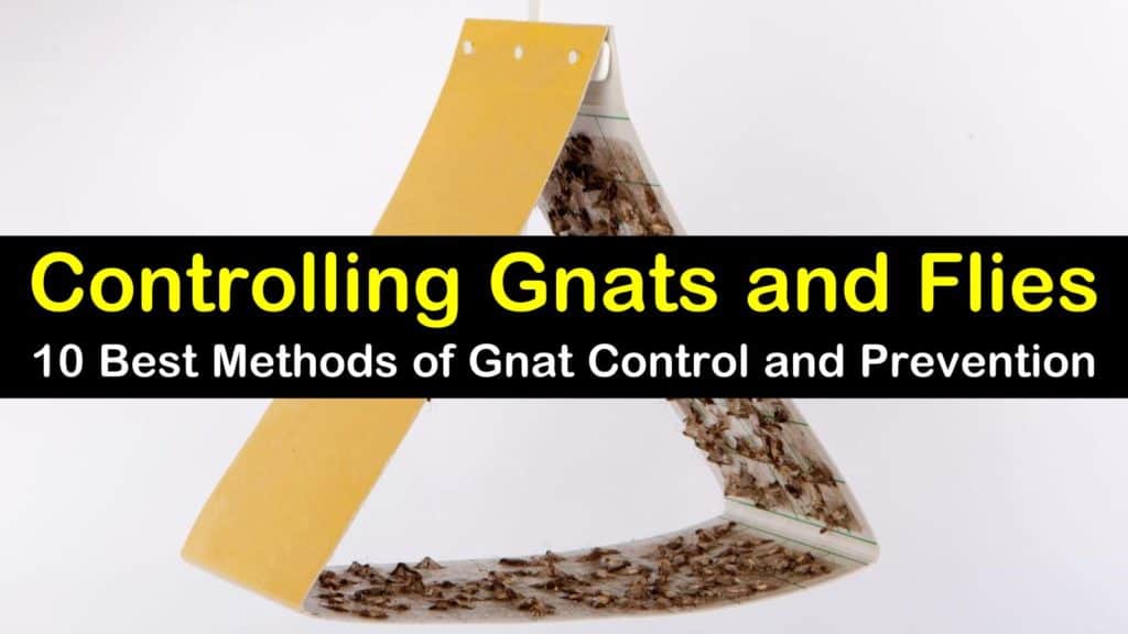 Details and Tips about Gnat Control