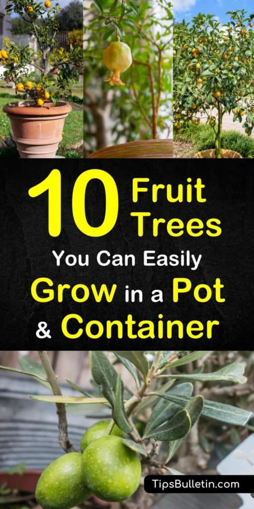 10 Fruit Trees You Can Easily Grow in a Pot or Container