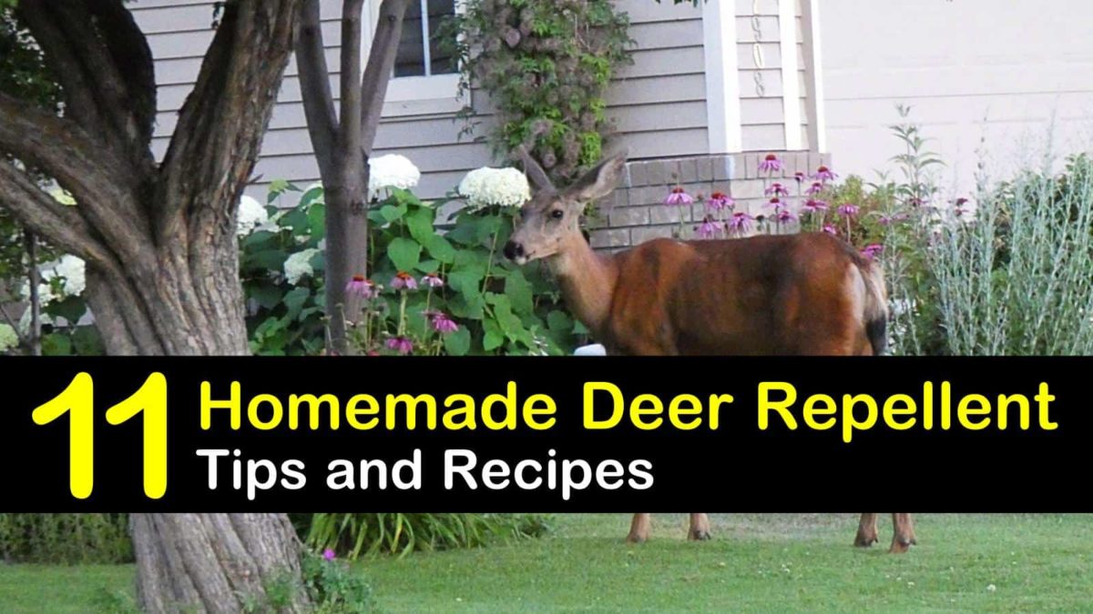 11 Brilliant DIY Ideas for Deer Repellents