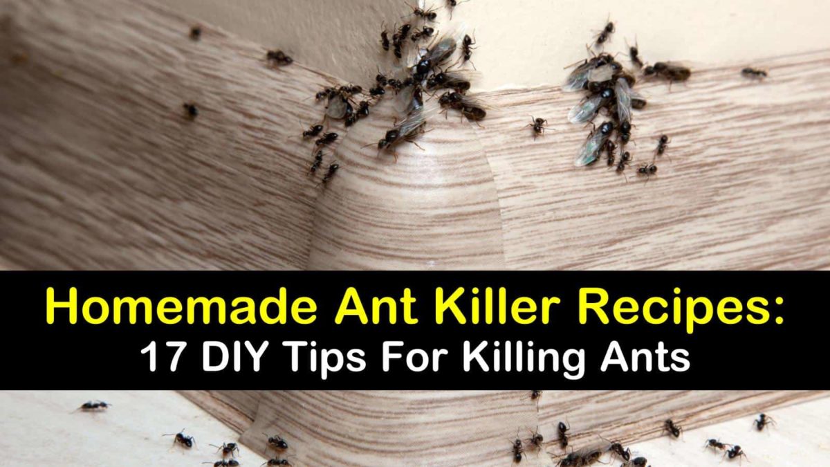 17 DIY Ant Killer Recipes for Indoors & Out