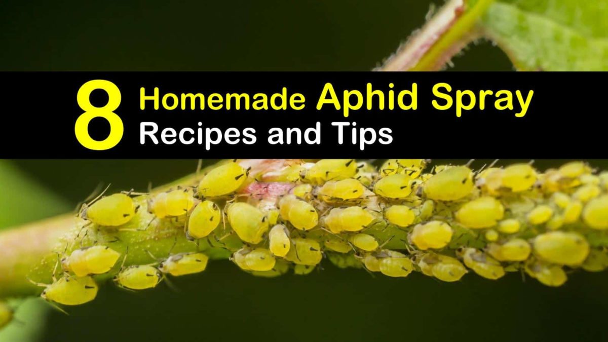 Controlling Aphids: 8 Homemade Aphid Spray Recipes and Tips
