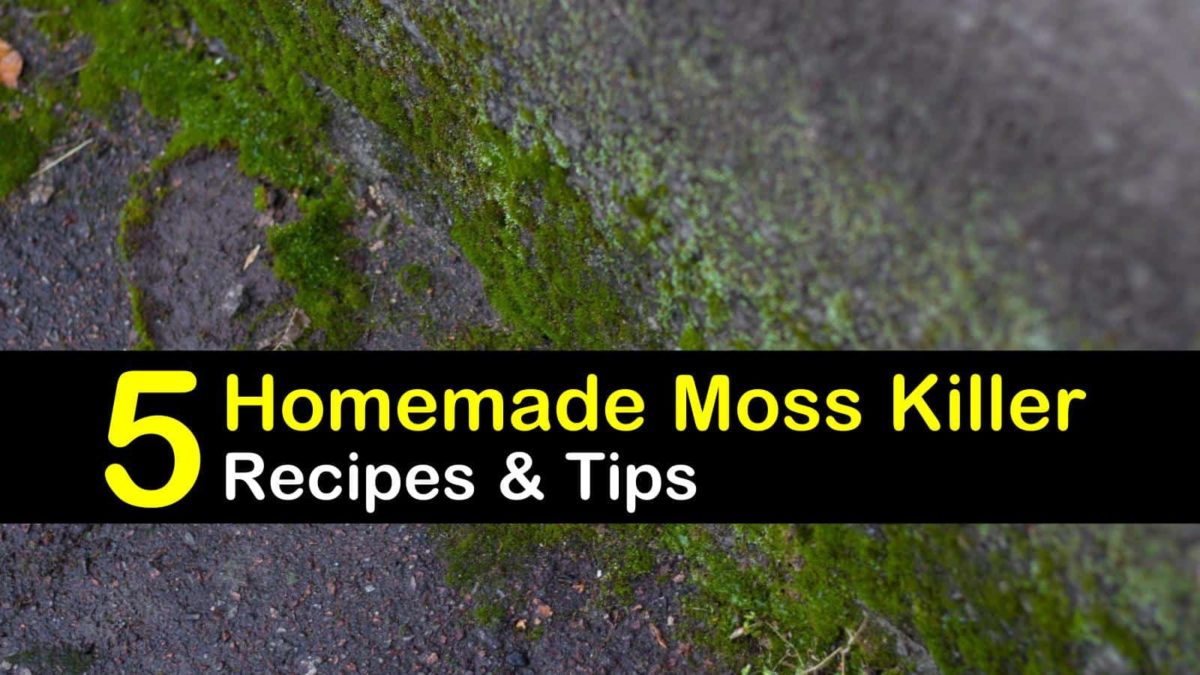 Homemade Moss Killer Recipes: 5 Natural Tips For Killing Moss