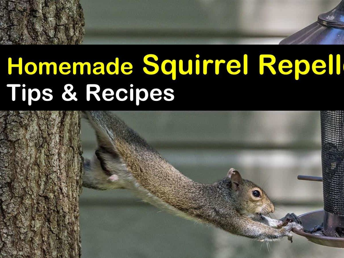 Homemade Squirrel Repellent Bird Feeders - Homemade Ftempo