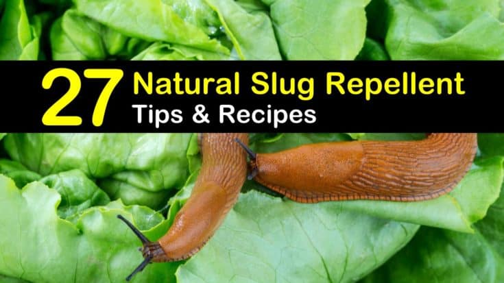 27 Simple DIY Slug Repellent Solutions