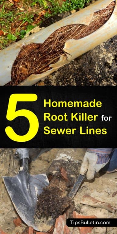 5 Homemade Root Killer for Sewer Lines Tips and Recipes