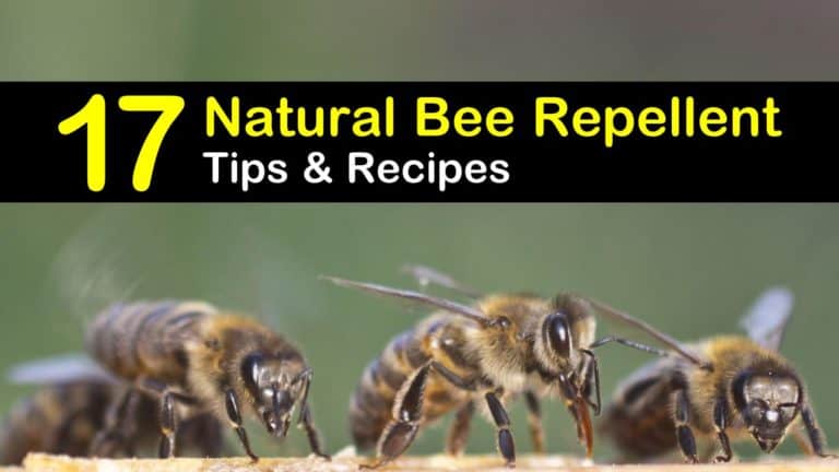 Keeping Bees Away - 17 Natural Bee Repellent Tips and Recipes