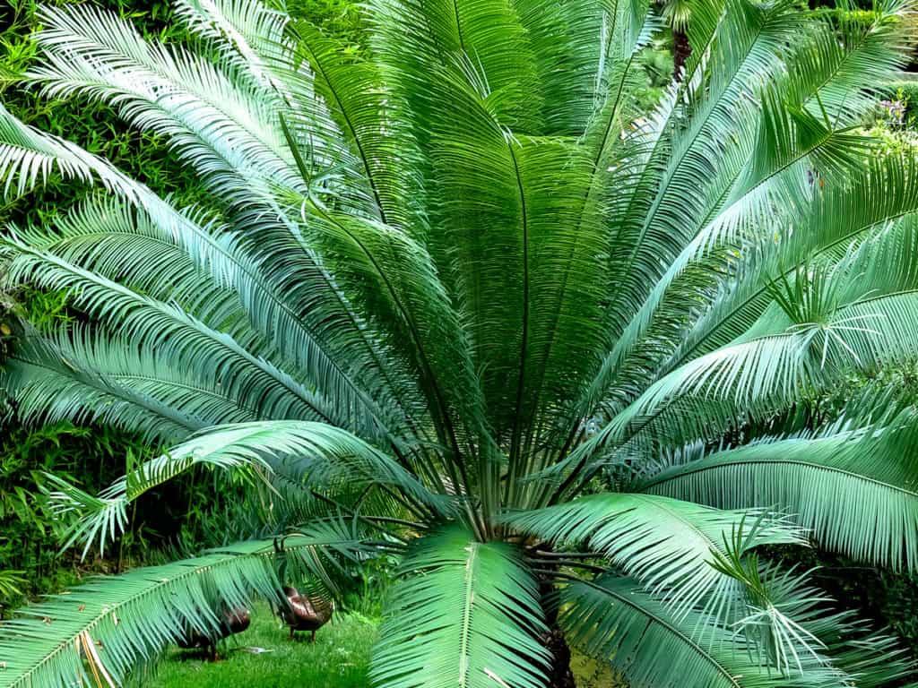 14 Highly-Attractive Privacy Plants that Can Keep the Nosy Neighbors Away