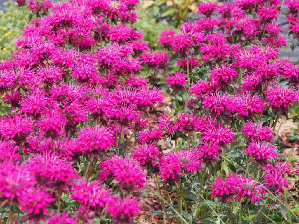 16 Deer Resistant Perennials that Won't Be on the Wildlife Menu