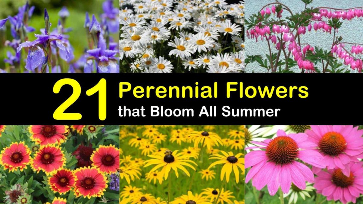 21 Perennial Flowers that Bloom All Summer - Even from Spring to Fall
