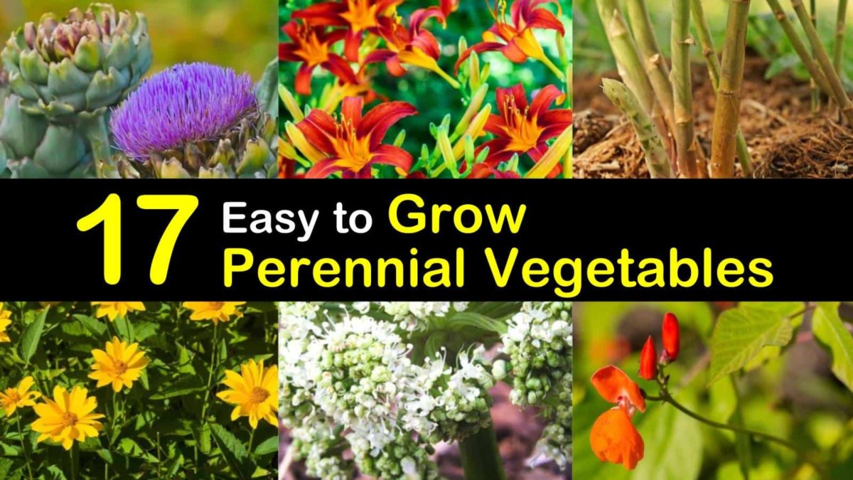 17 Perennial Vegetables to Pinch Pennies and Eat Like a King