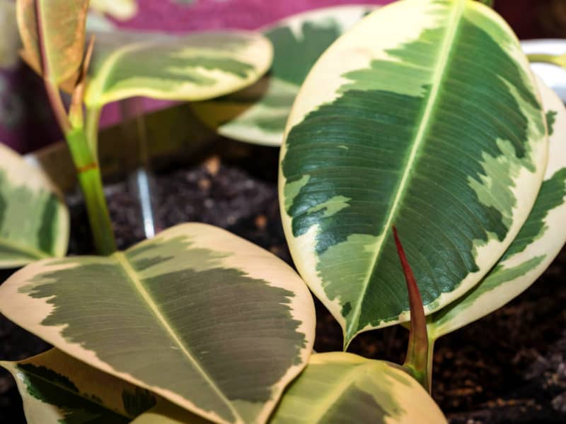 14 Amazing Air Purifying Plants for Cleaner Air at Home