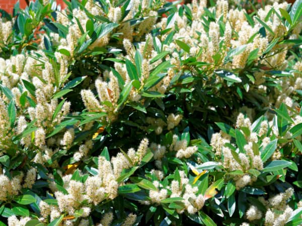 14 Beautiful Dwarf Shrubs for Landscaping Small Gardens