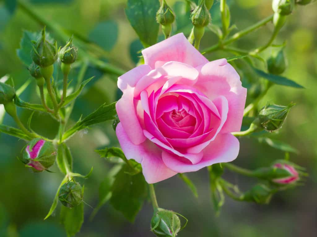 17 Amazing Rose Bushes to Spruce Up Your Garden