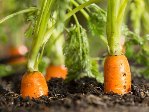 17 Easiest Vegetables To Grow Indoors for a Harvest All Year - Indoor ...