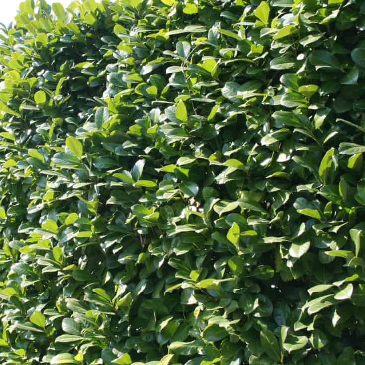 17 Amazing Hedge Plants for Privacy and Hedging