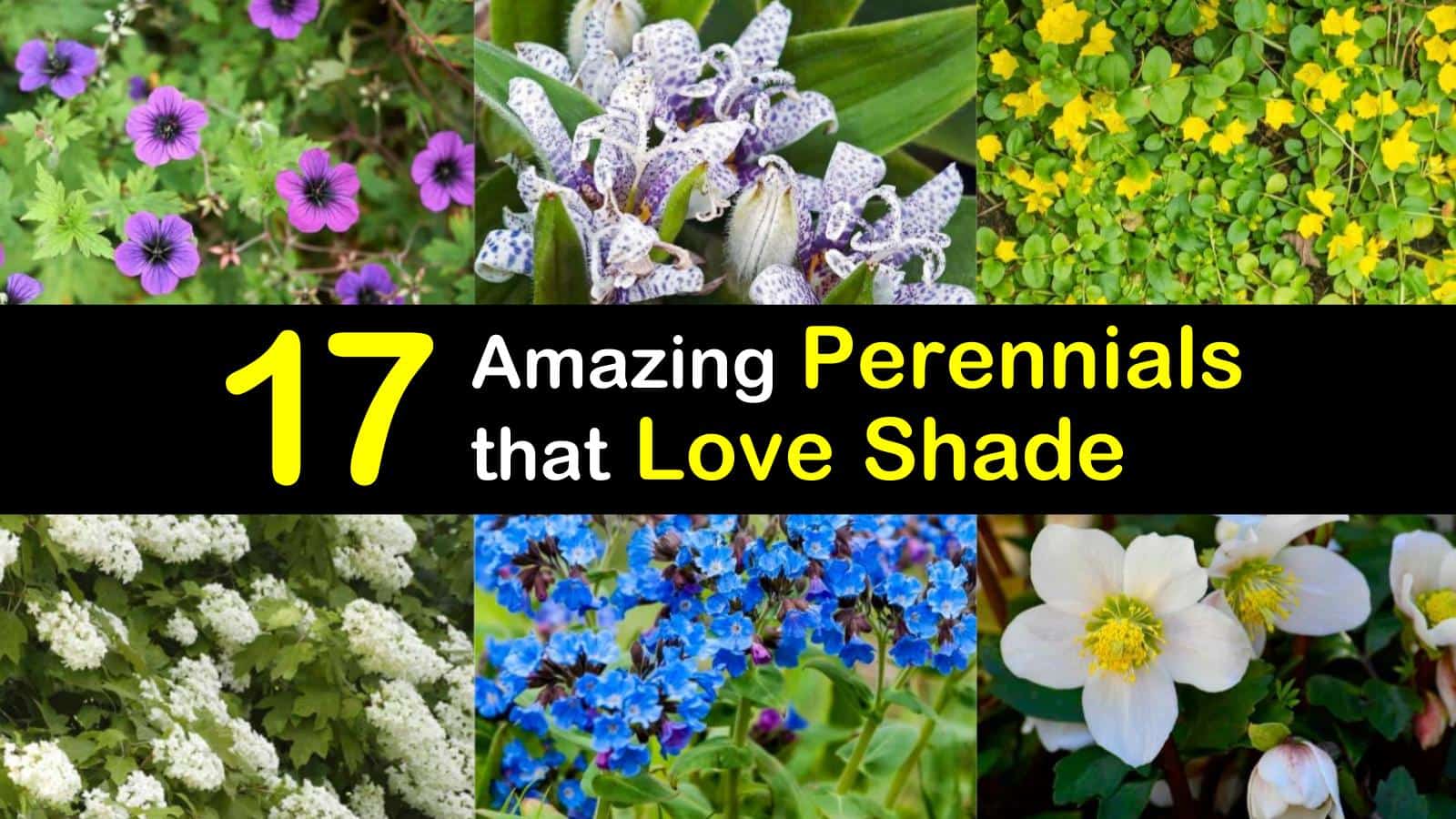 17 Amazing Perennials that Love Shade 17 Amazing Perennials that Love Shade