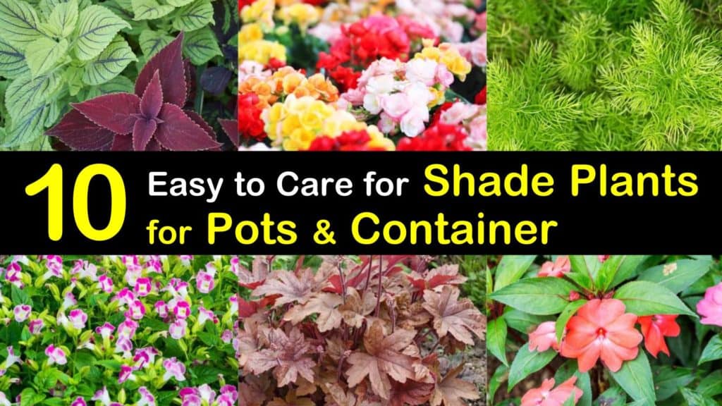 10 Easy-to-Care-for Shade Plants for Pots