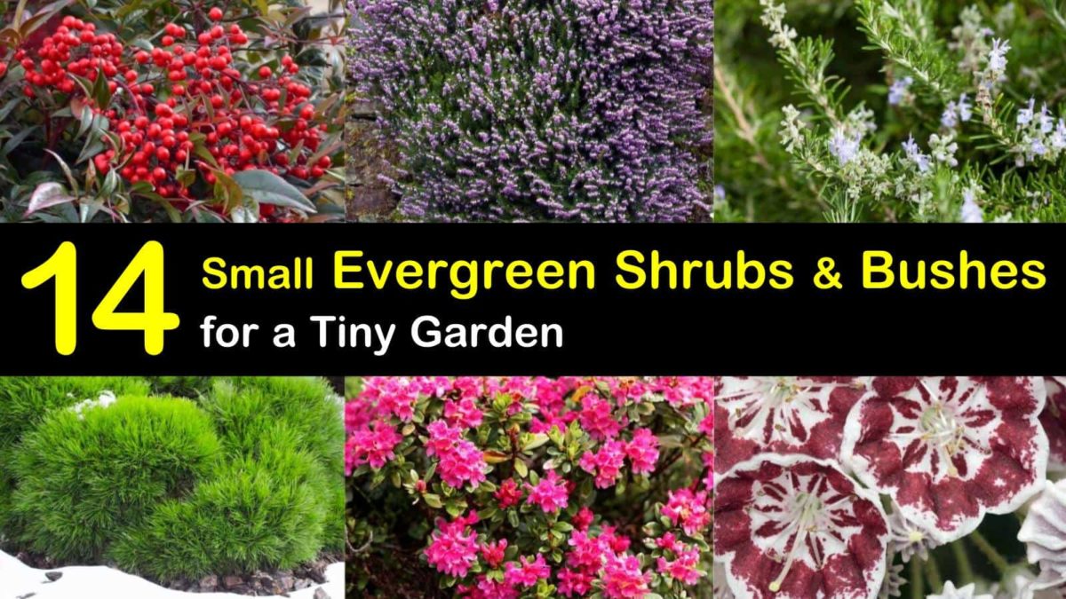 14 Small Evergreen Shrubs - Bushes for a Tiny Garden