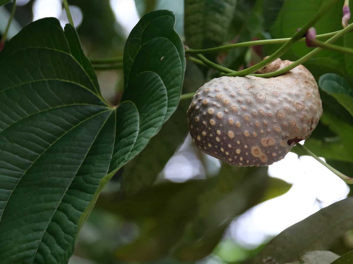 17 Attractive Invasive Plants that Will Take Over Your Garden