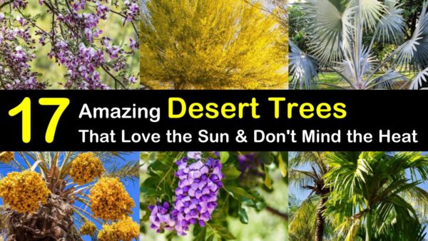 17 Amazing Desert Trees that Love the Sun and Don't Mind the Heat
