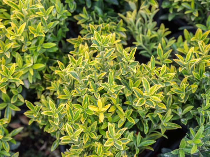 14 Amazing Evergreen Plants to Add Style to Your Garden