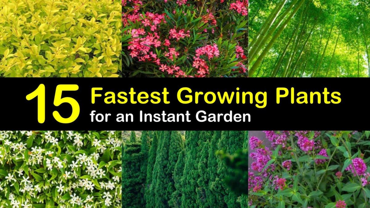 15 Fastest Growing Plants for an Instant Garden