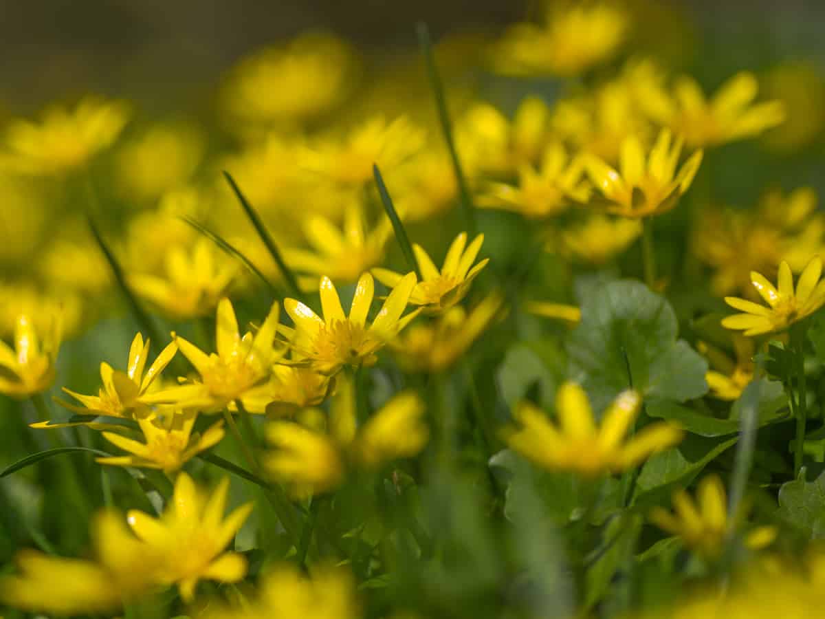 17 Attractive Invasive Plants that Will Take Over Your Garden