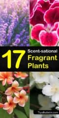 17 Scent-sational Fragrant Plants for Your Outdoor and Indoor Gardens