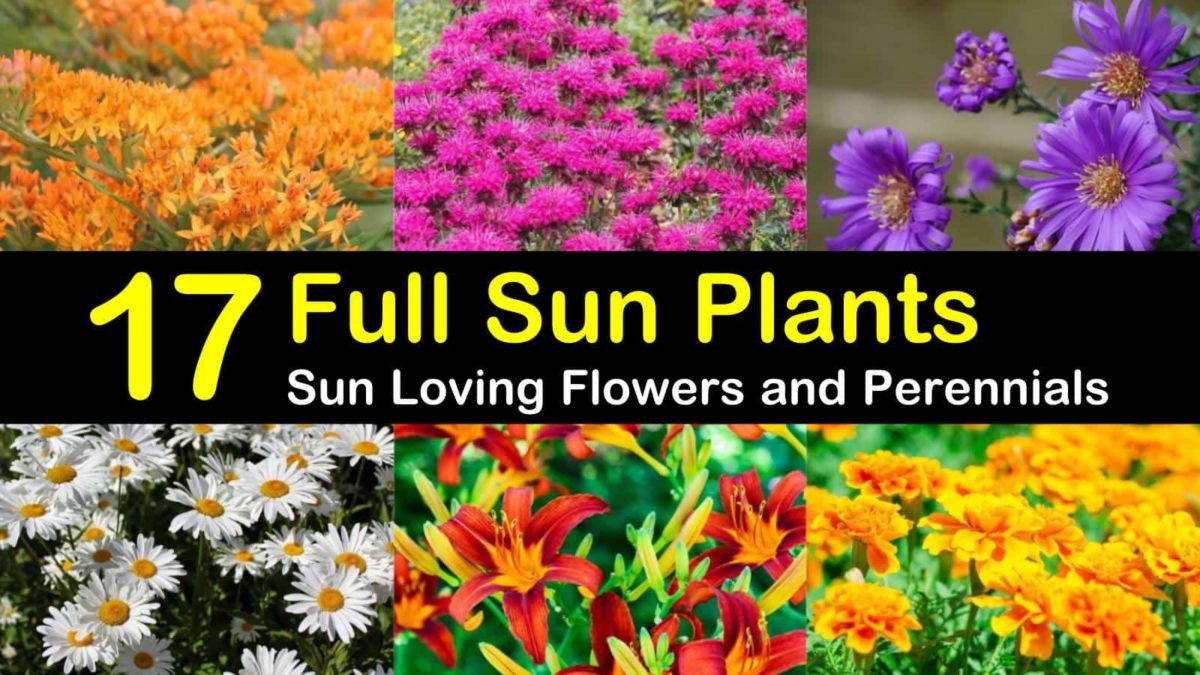17 Full Sun Plants - Sun Loving Flowers and Perennials