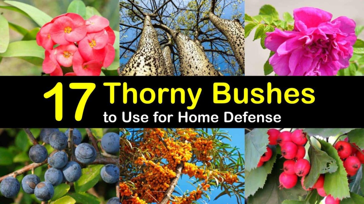 17 Thorny Bushes to Use for Home Defense