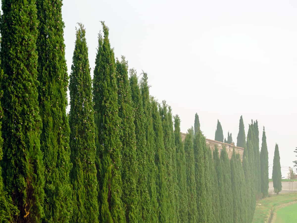 14 Fast Growing Privacy Shrubs And Hedges