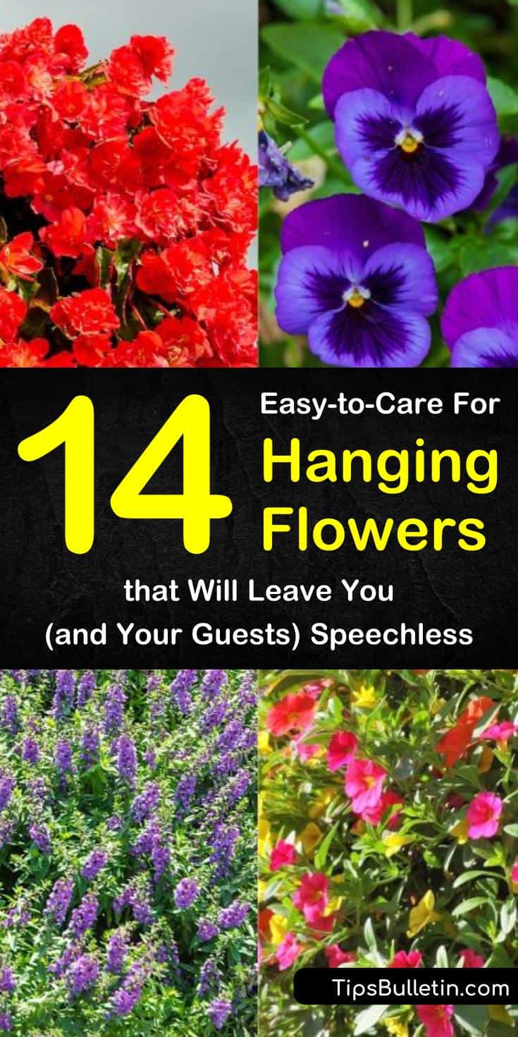 14 Easy-to-Care-For Hanging Flowers that Will Leave You (and Your ...
