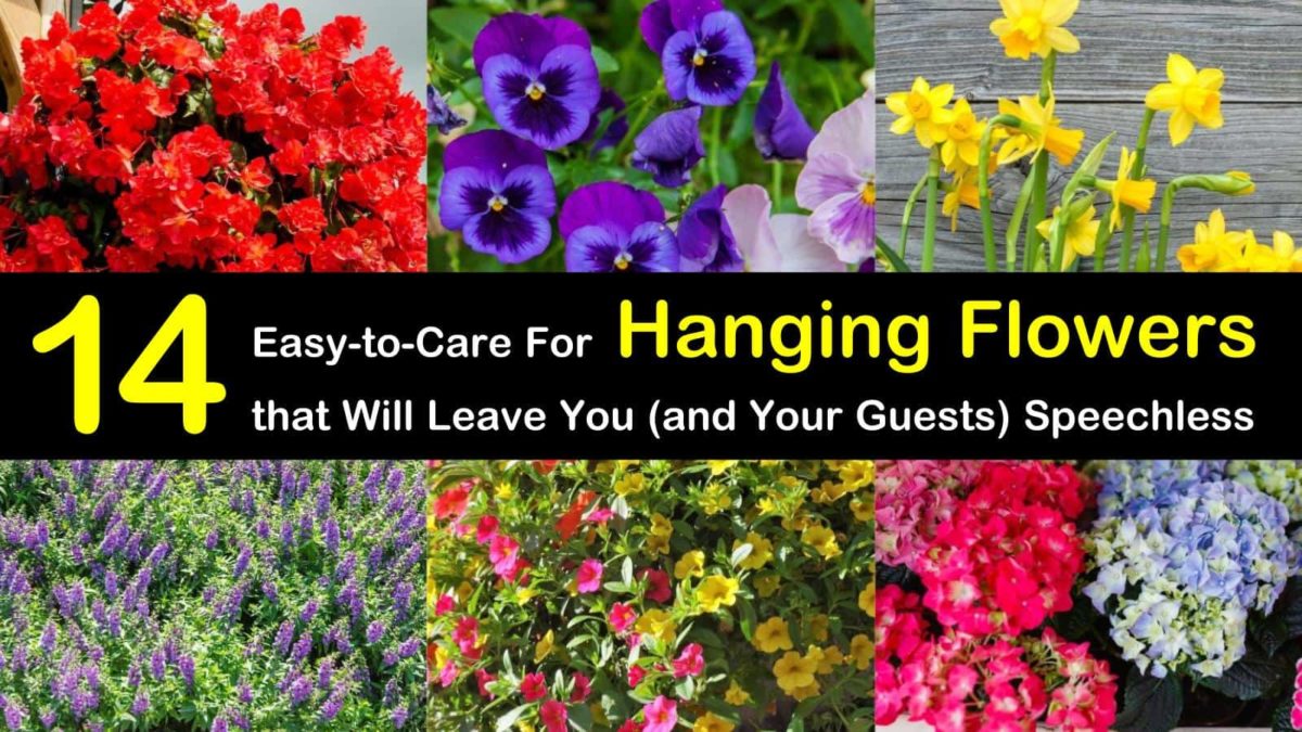 14 Easy-to-Care-for Hanging Flowers that Will Leave You (and Your ...
