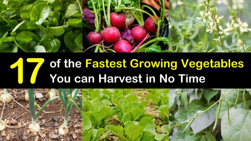 17 of the Fastest Growing Vegetables You can Harvest in No Time