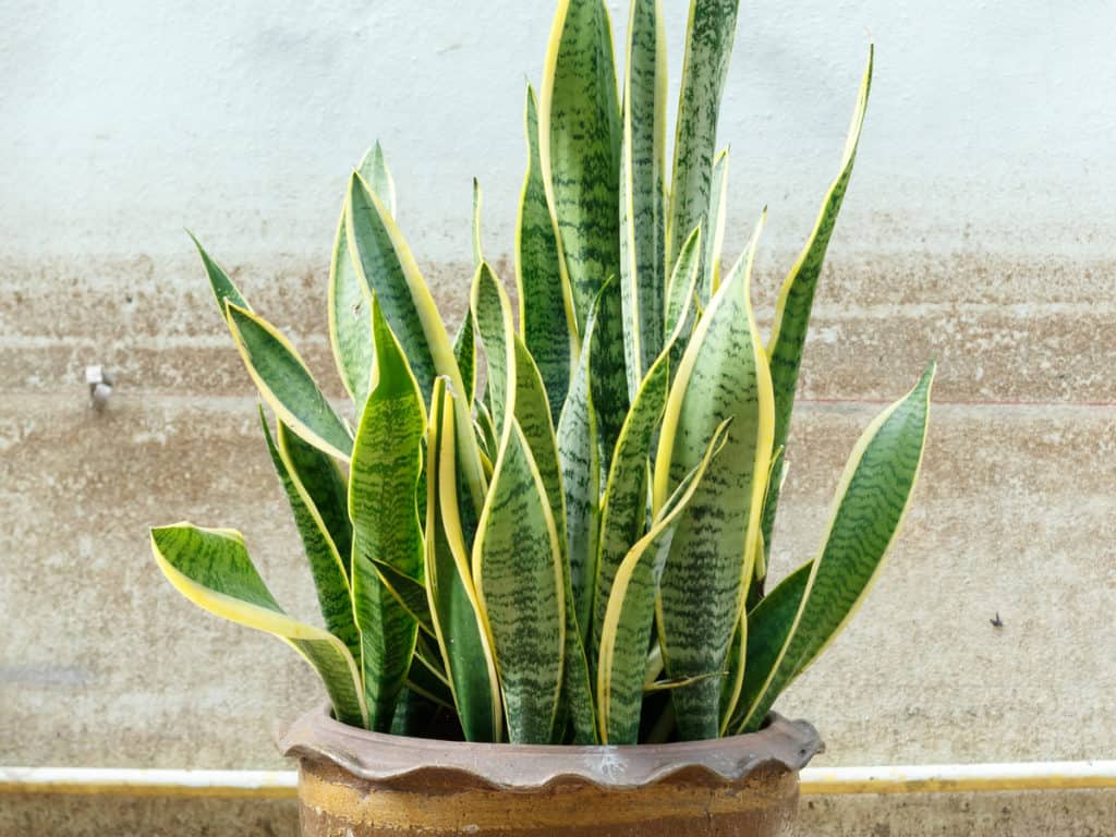 17 Easy Plants to Grow that Even You Can't Kill