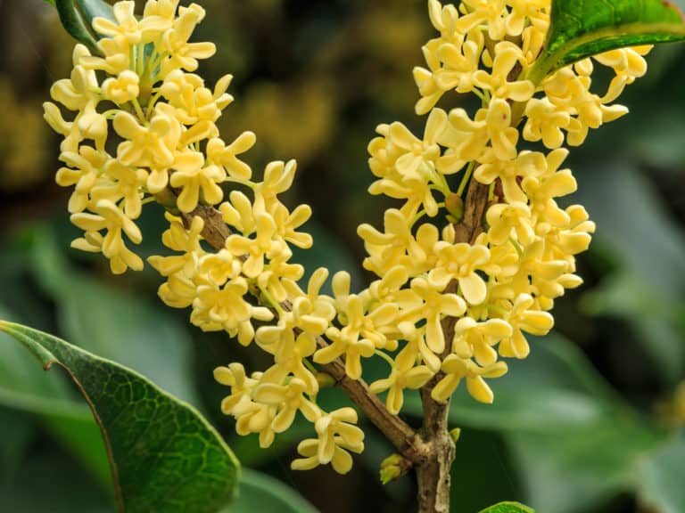 14 Fragrant Shrubs and Bushes for a Sweet Smelling Garden