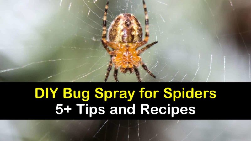 5+ Homemade Bug Sprays for Spiders