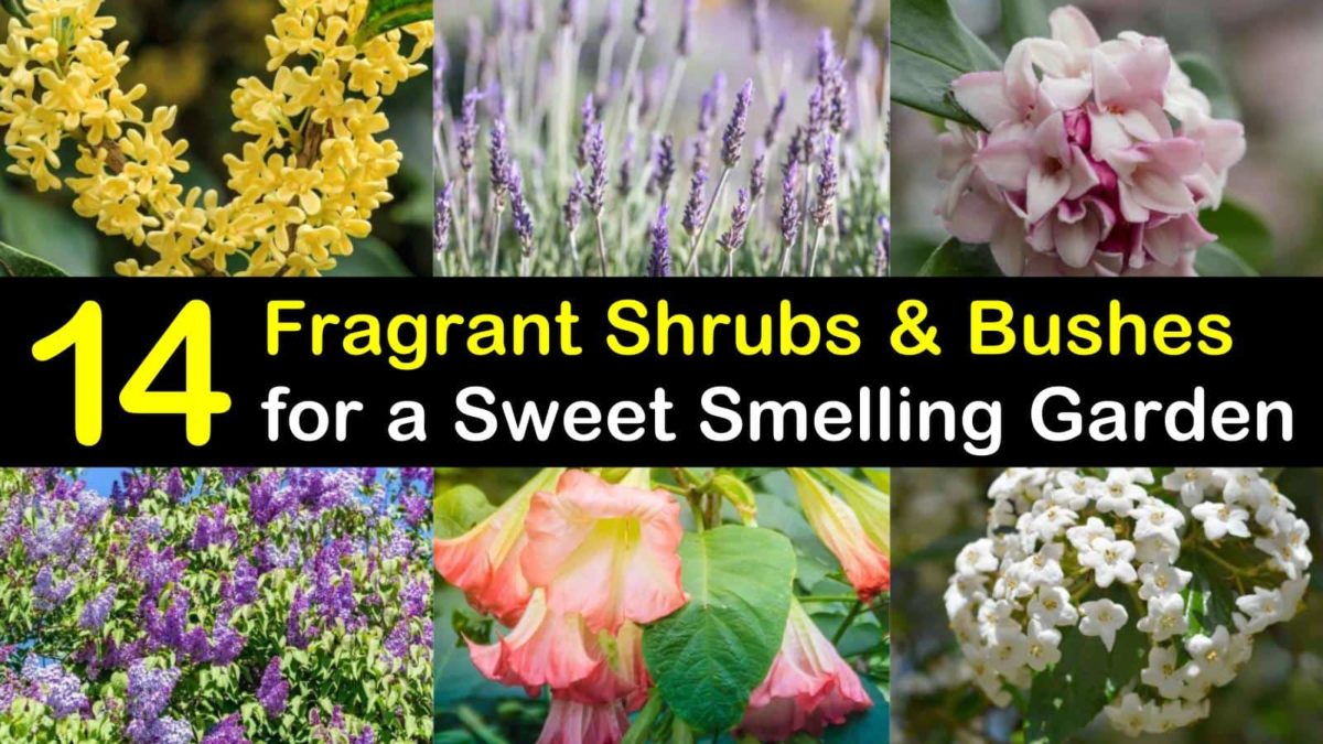 14 Fragrant Shrubs and Bushes for a Sweet Smelling Garden
