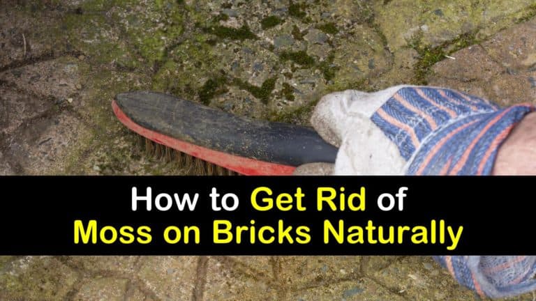 Smart Ways to Get Rid of Moss on Bricks Naturally