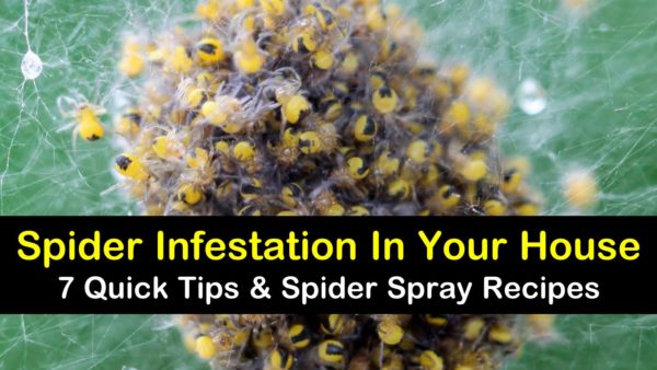 7 Quick Ways to Get Rid of a Spider Infestation at Home