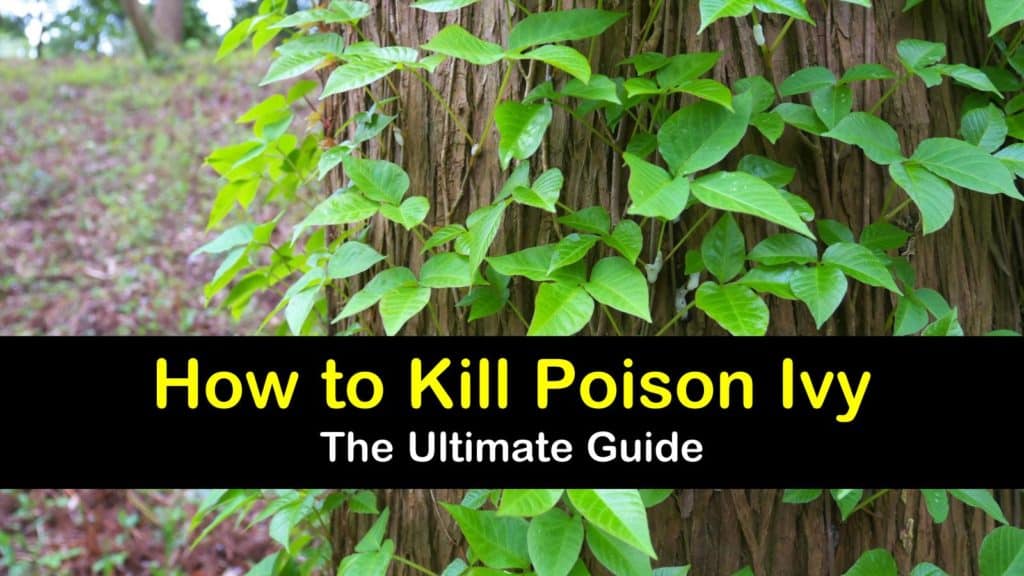 The Ultimate Guide to Kill Poison Ivy