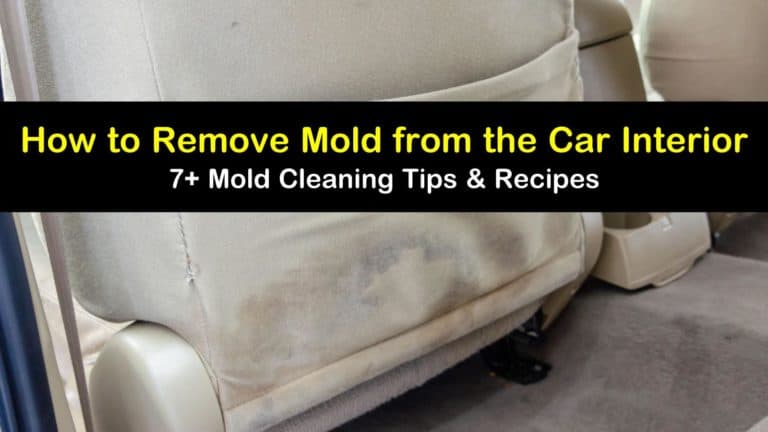 7+ Ways to Remove Mold from the Car Interior